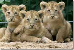 Reproducción León Africano. - Ciencia Explicada